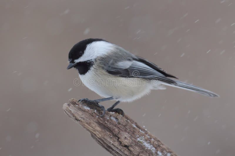 Chickadee on a Branch with Snow Stock Image - Image of wing, avian ...
