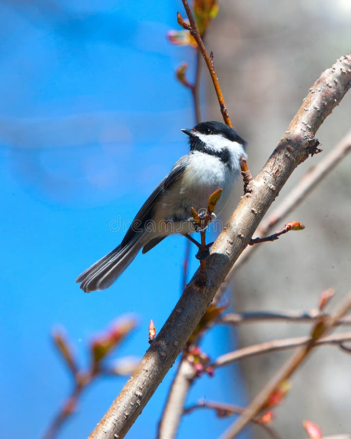 Chickadee on branch stock photo. Image of nature, chickadee - 53511942