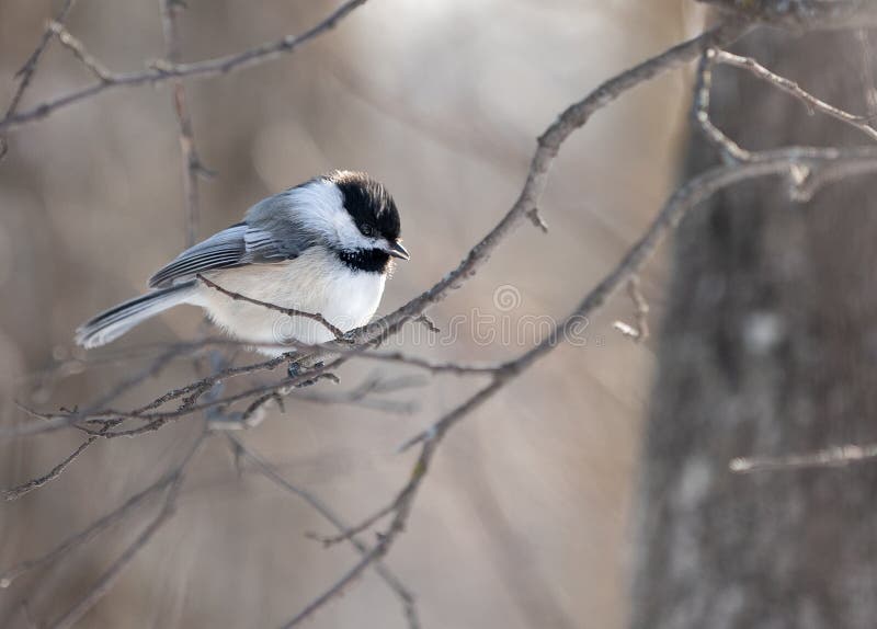 Chickadee on branch winter stock photo. Image of life - 171941916