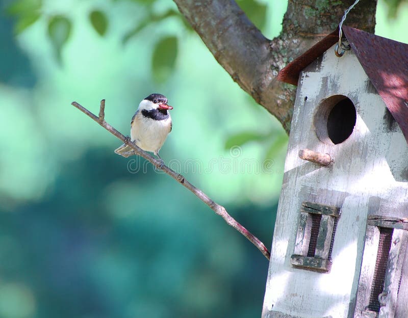 Chickadee with Bug stock photo. Image of feeding, cute - 14427482