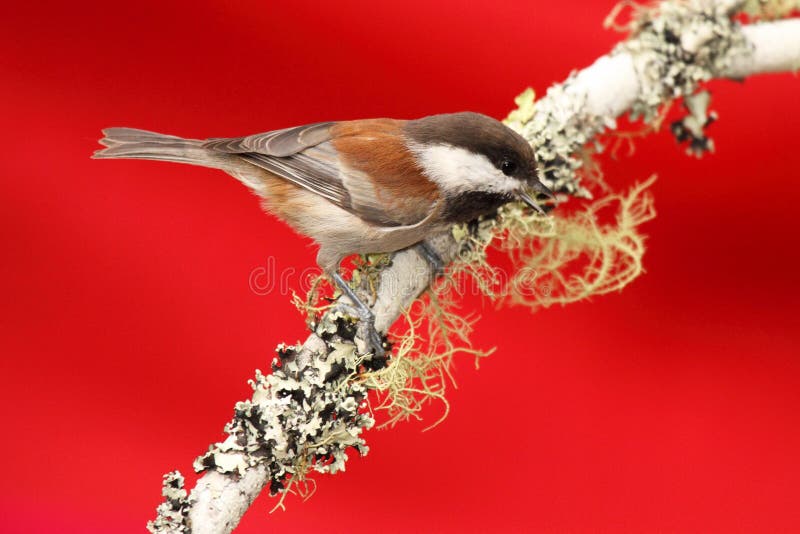 Chickadee Calling Perch Stock Photos - Free & Royalty-Free Stock Photos ...