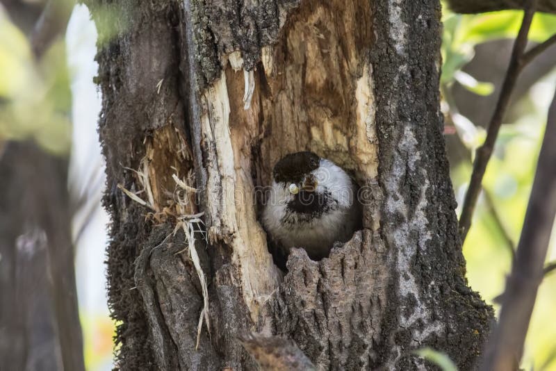 Chickadee stock image. Image of nature, outdoors, chickadee - 72137131