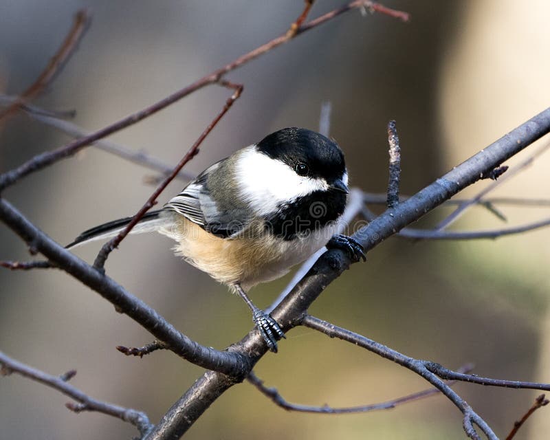 Chickadee Stock Photo. Chickadee Close-up Profile View Perched on a ...