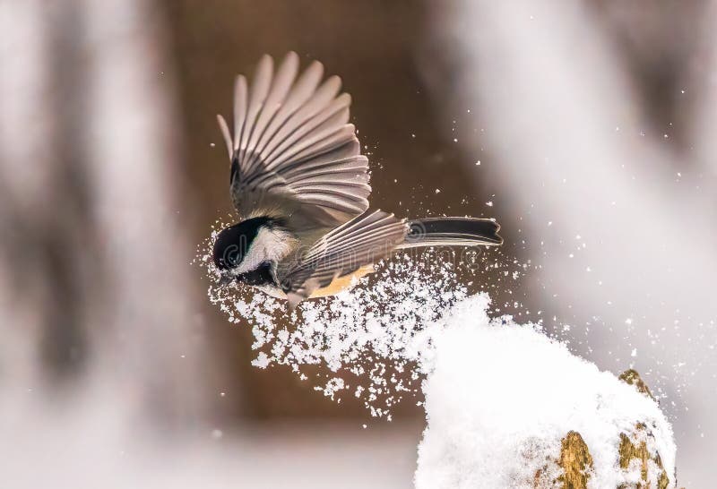 Chickadee in Early Spring in Snow and Flying Stock Photo - Image of ...