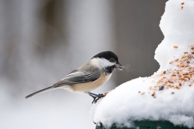 Chickadee eating a seed stock photo. Image of winter - 17926666