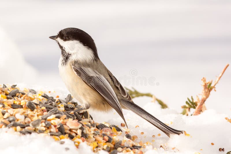 Chickadee Eating Seeds in Winter Stock Image - Image of drink, focus ...