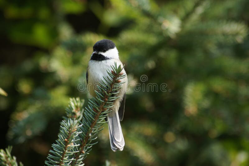 Chickadee on Evergreen Branch. Stock Image - Image of nature, season ...