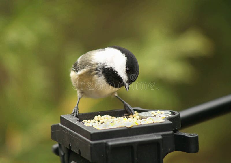 Chickadee feeding chicks stock image. Image of animal - 129448865