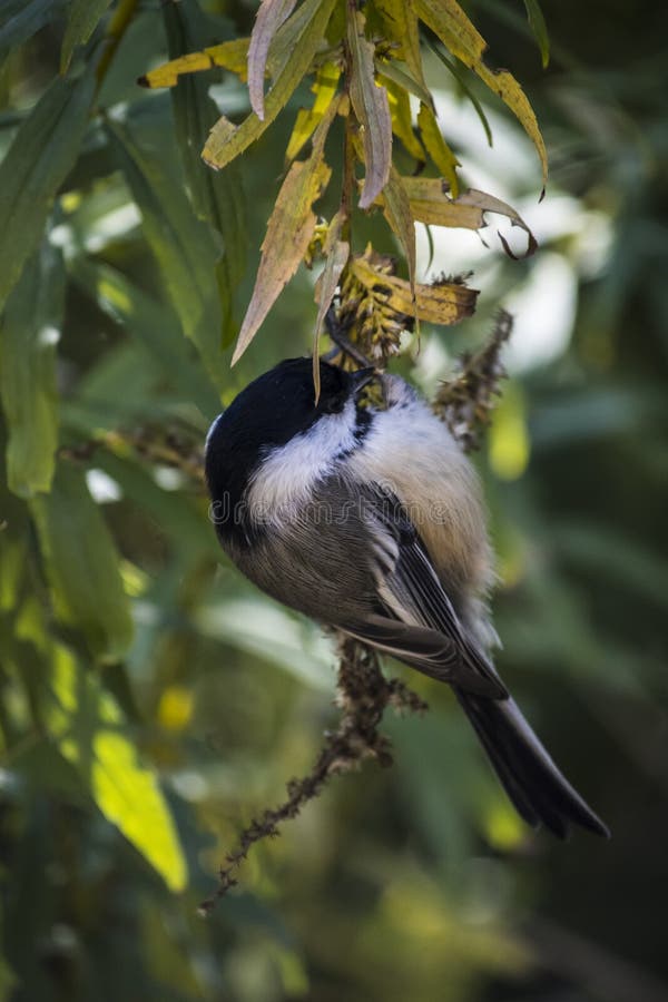 Chickadee Sitting on a Branch Stock Photo - Image of bird, birding ...