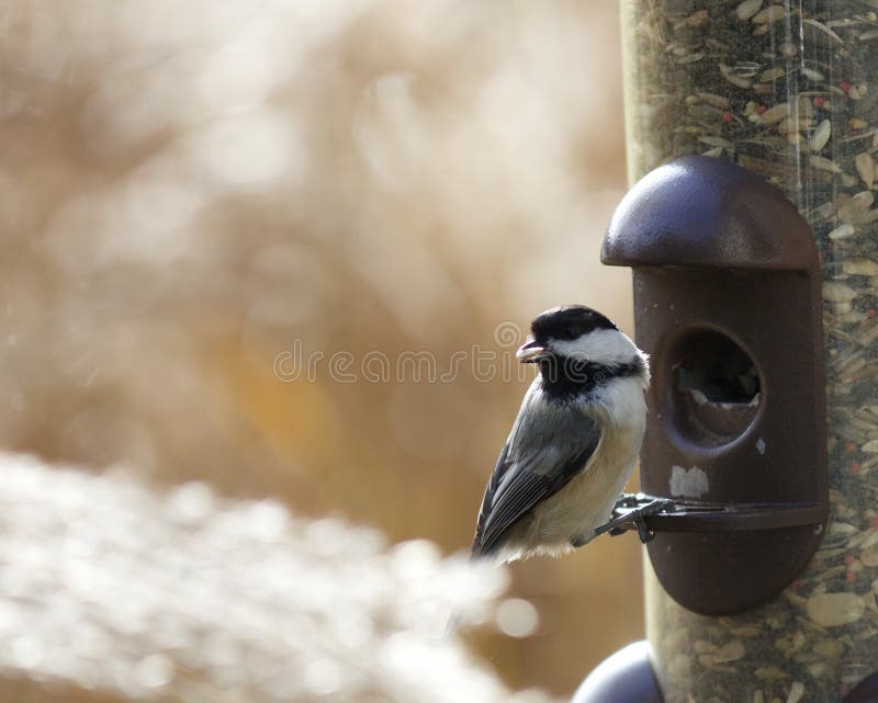 Chickadee stock photo. Image of state, winter, beak, seed - 65084884