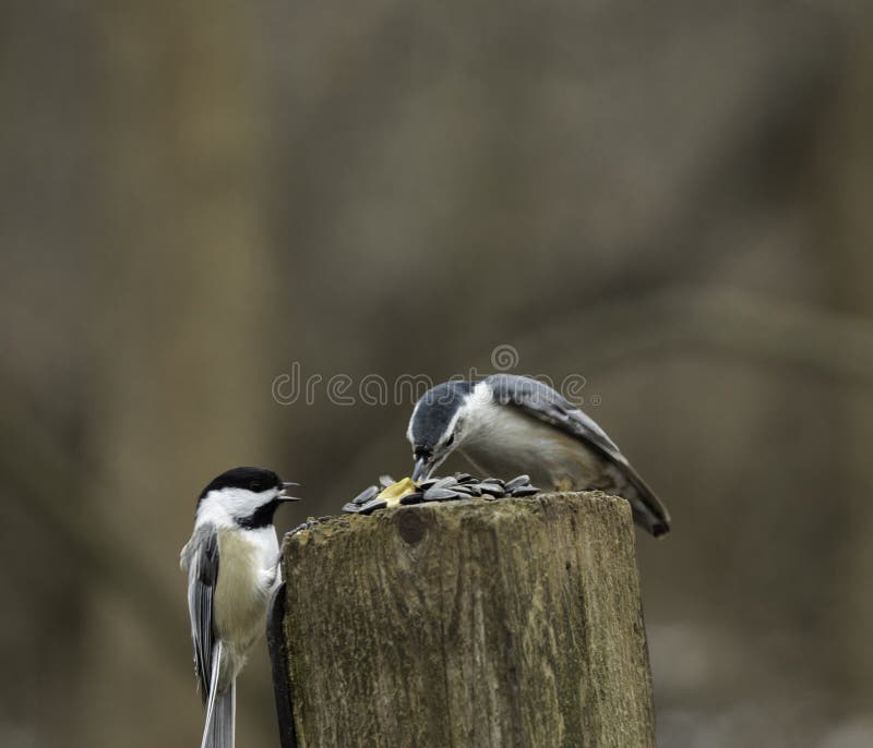 Chickadee and Nuthatch Come Together for Seeds Stock Photo - Image of ...