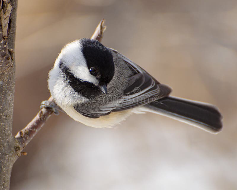 Chickadee in Ottawa stock photo. Image of close, feathers - 273284216