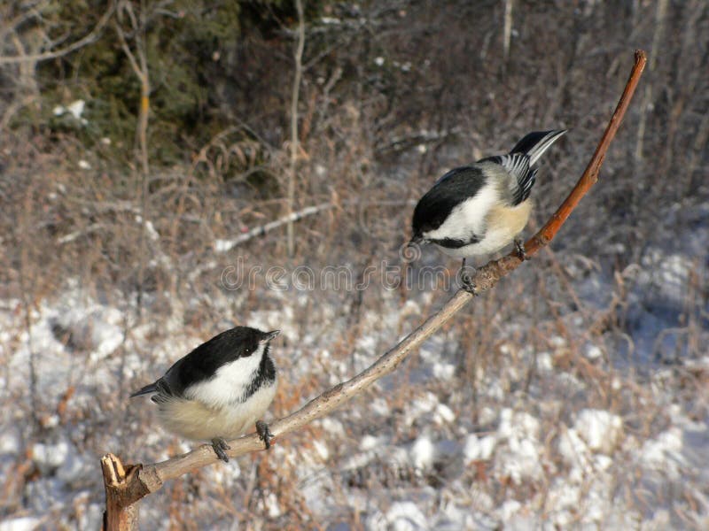 Black-capped Chickadee stock image. Image of poecile, calgary - 316361
