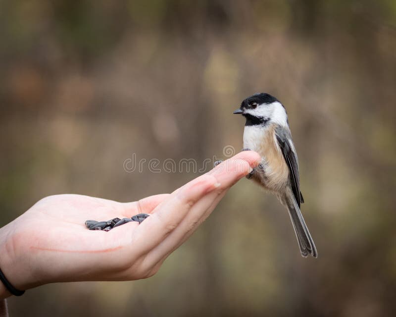 Chickadee Perched on a Hand Stock Image - Image of hand, feeding: 263382225