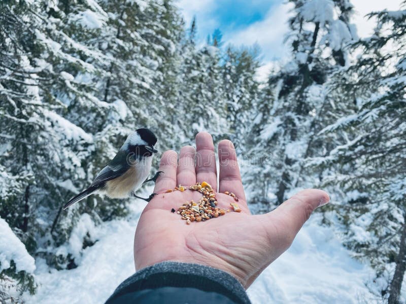 Chickadee on Hand with Birdseed in Snowy Forest Stock Photo - Image of ...