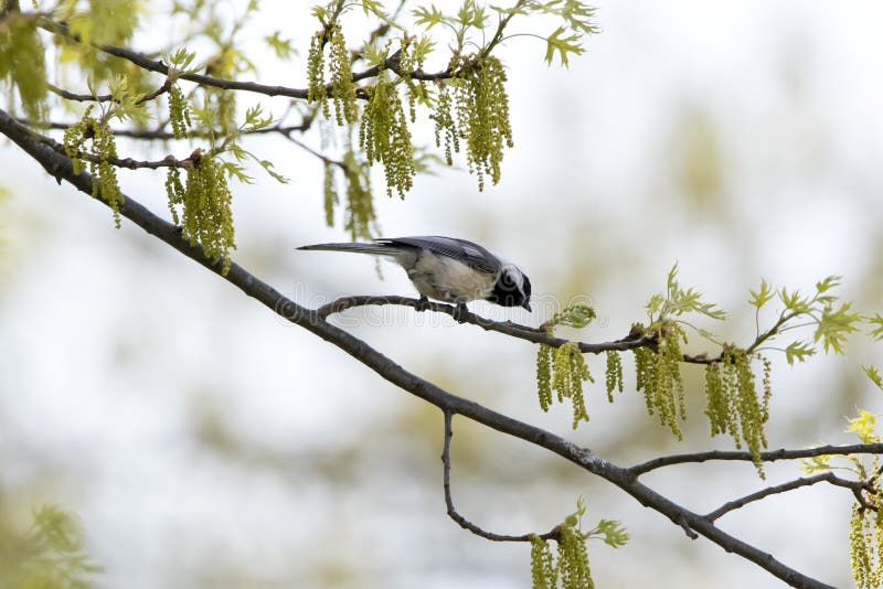 Chickadee Perched in an Oak Tree in Spring Stock Image - Image of ...