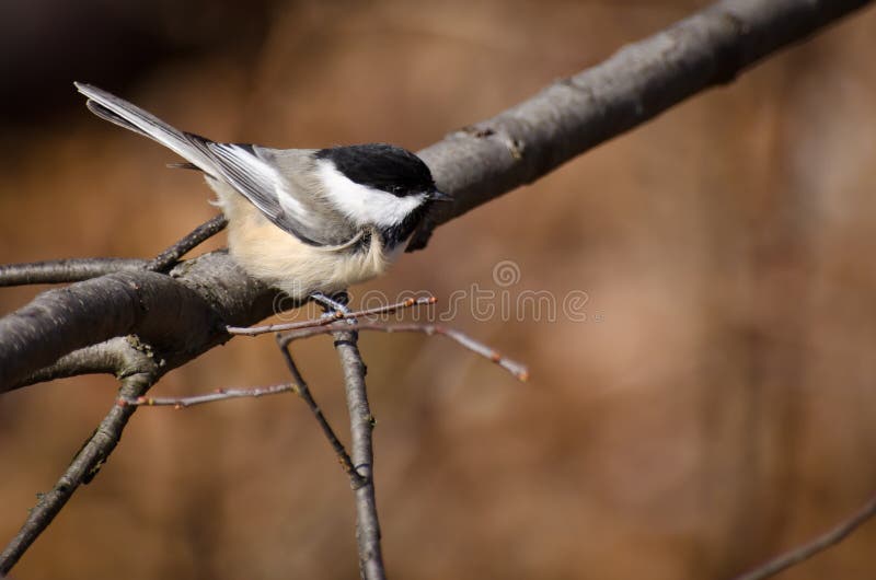 Chickadee Perched in a Tree Stock Photo - Image of resting, gray: 22421092