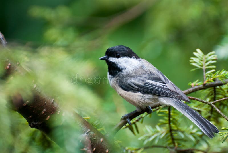 Chickadee Perched in a Tree Stock Image - Image of america, north: 24031551