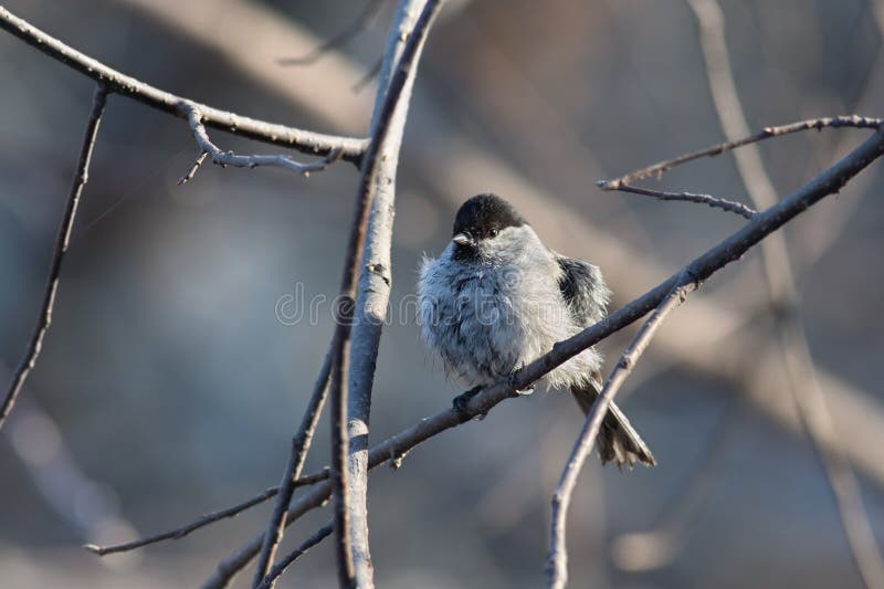 Chickadee stock image. Image of chickadee, wild, beauty - 52655277