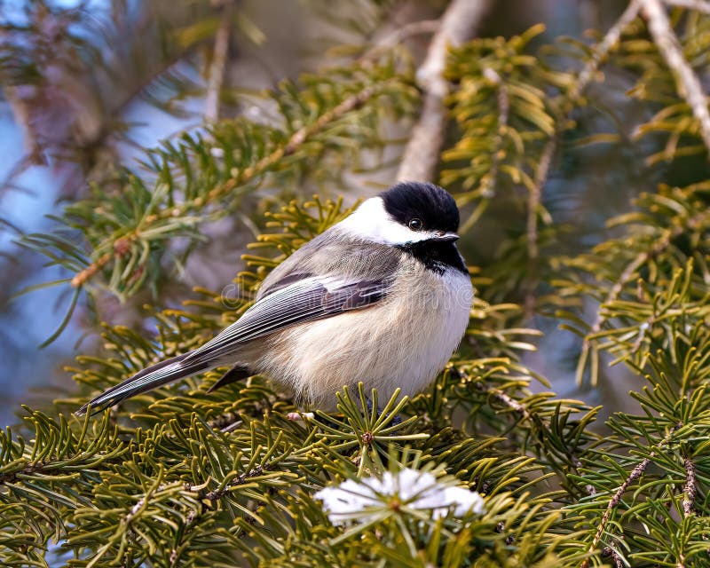 Chickadee Photo and Image. Close-up Profile Side View Perched on a ...