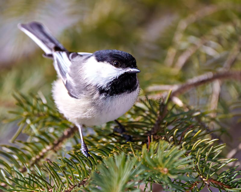 Chickadee Photo and Image. Close-up Profile View Perching on a ...