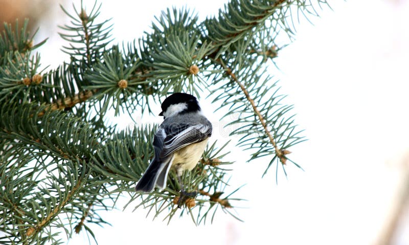 A Chickadee Poses on a Spruce Tree. Stock Image - Image of setting ...