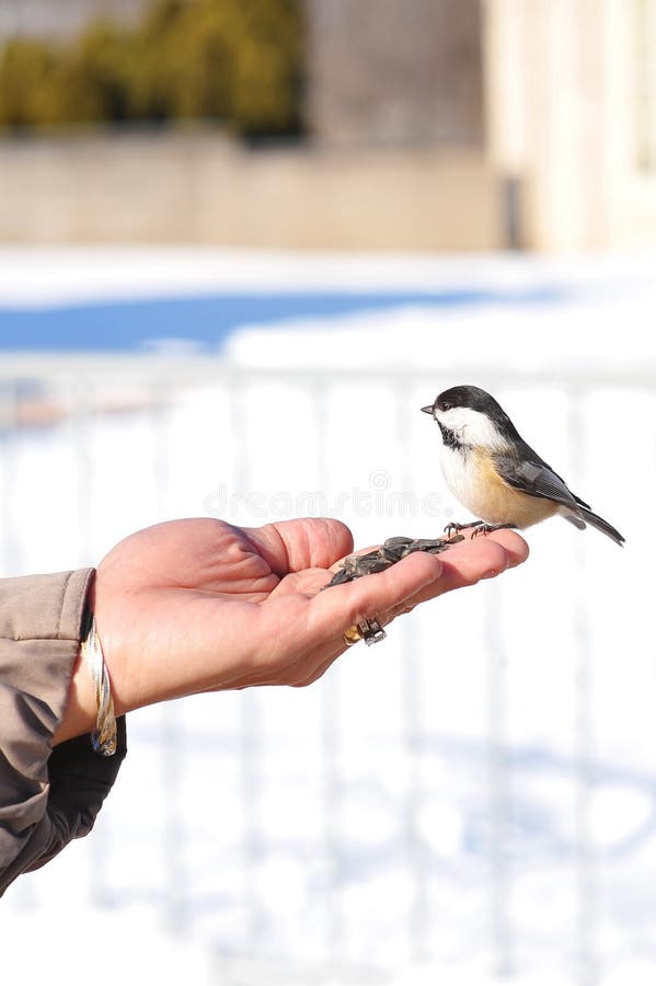Chickadee Resting on a Hand Stock Photo - Image of poecile, feed: 136393376