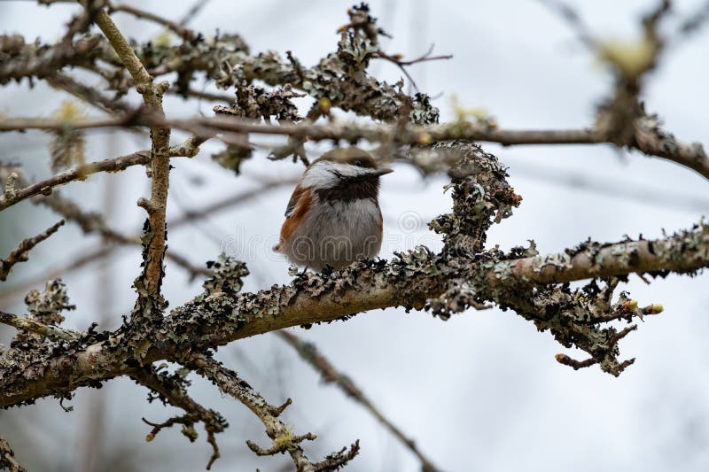 Black Capped Chickadee Resting on a Branch Stock Photo - Image of ...