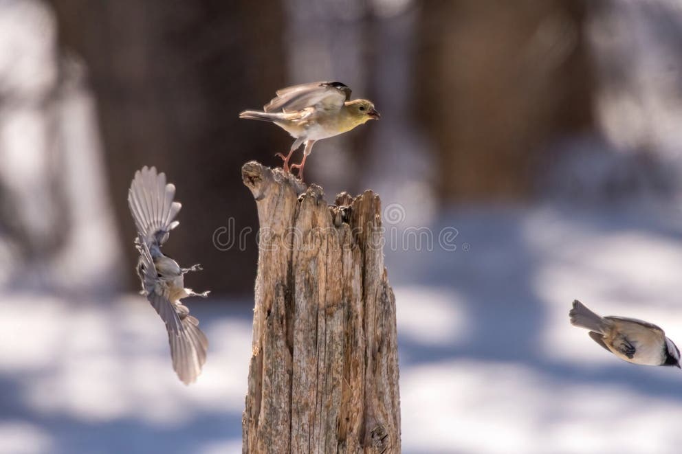 Chickadee Separating in Spring from Each Other Stock Image - Image of ...