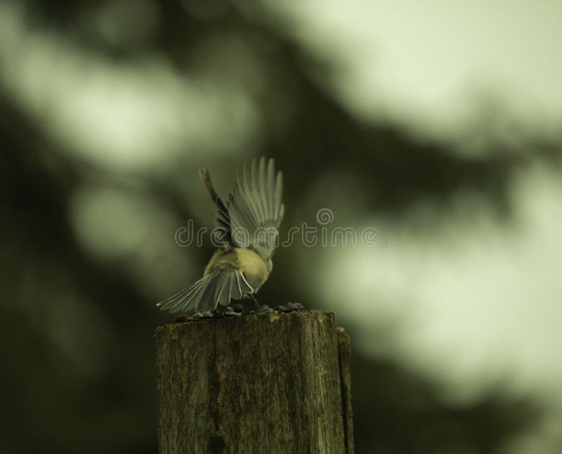 Chickadee Shows His Tail Feathers Stock Photo - Image of fauna ...