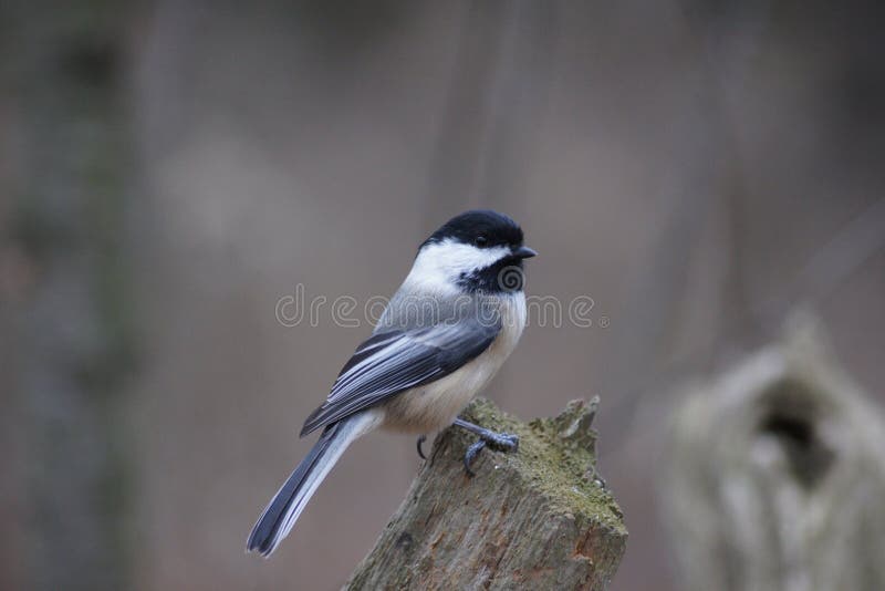 Chickadee Side View stock photo. Image of perched, weather - 42884682