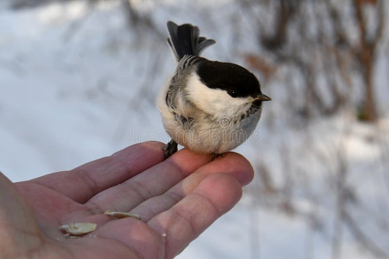 Chickadee Sits Her Hands Stock Photos - Free & Royalty-Free Stock ...