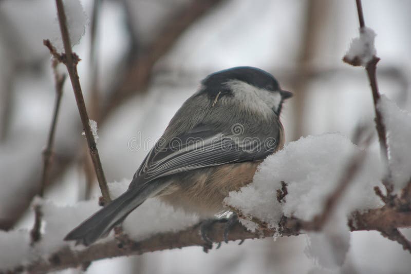 Chickadee In Snow Picture. Image: 85214739