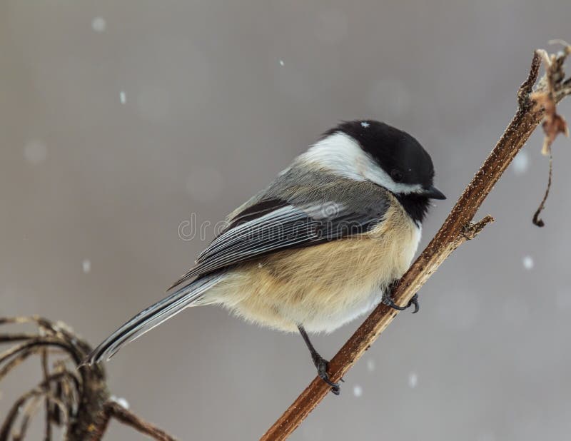 Chickadee in the snow stock image. Image of chickadee - 136910103