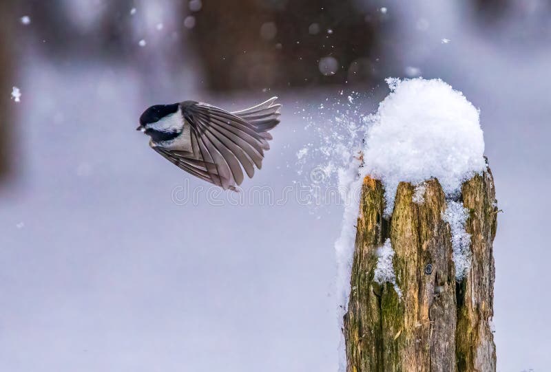 Chickadee Springing Off Post Stock Photo - Image of chickadee, branch ...