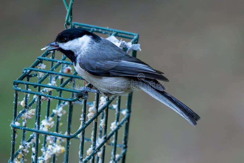 Black Capped Chickadee stock photo. Image of telephoto - 375877310