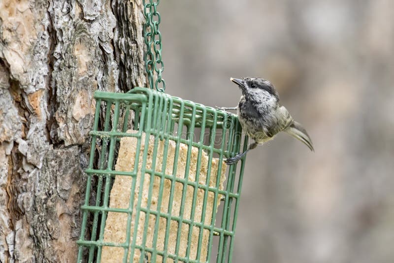 Chickadee on a suet cage stock photo. Image of black - 191220210