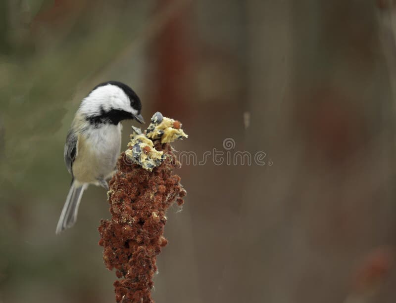 Chickadee Looks at Suet Cake on Sumac Seed Pod Stock Photo - Image of ...