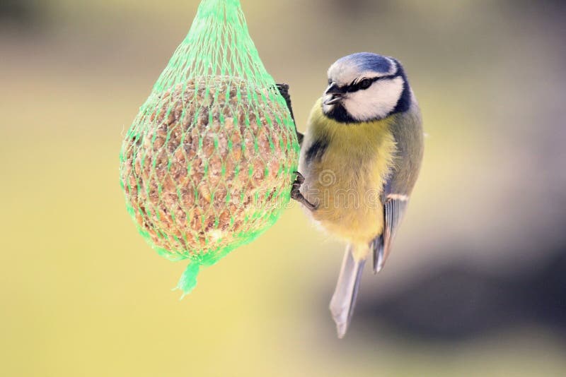 Chickadee stock image. Image of bill, bird, tallow, wings - 69027717