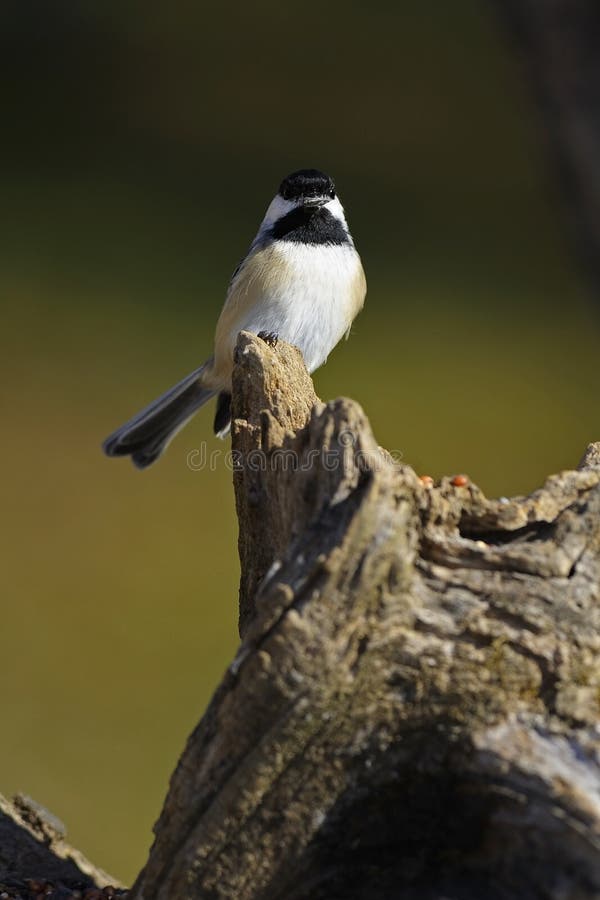 Chickadee on tree stock photo. Image of woods, nature - 11434626