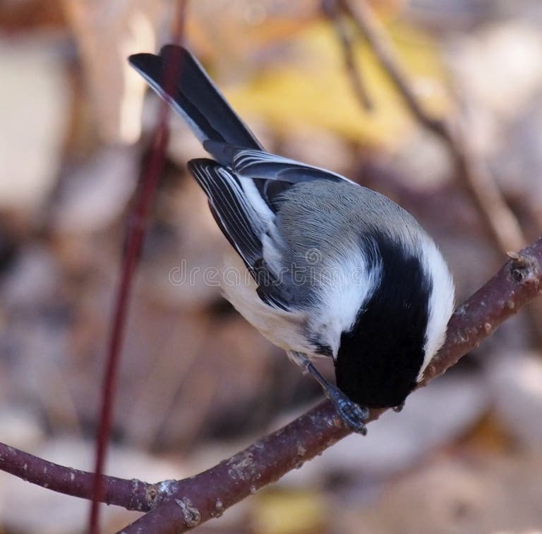 Chickadee on Tree Branch stock photo. Image of black - 45834630