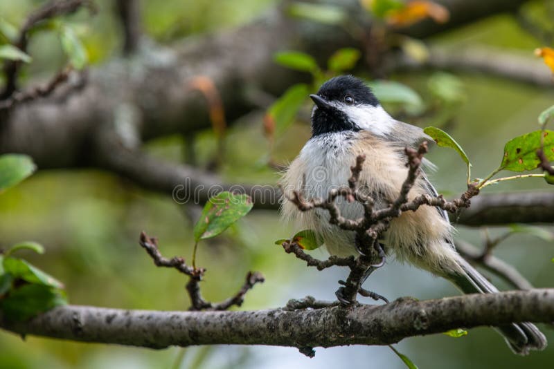 Chickadee in a tree stock image. Image of branch, perched - 125707313