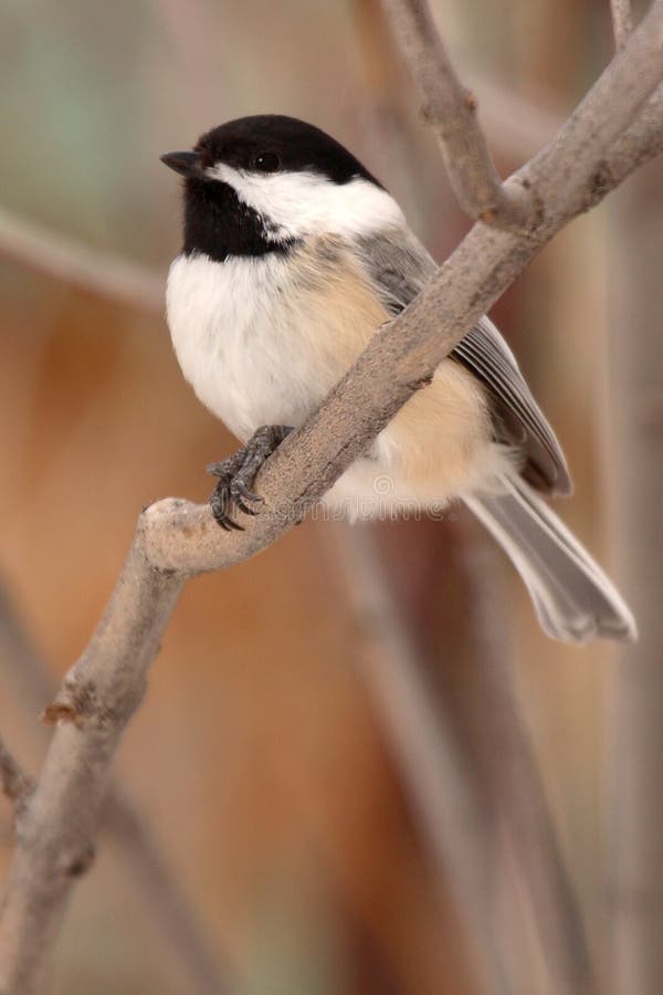 Atricappilla Stock Photos - Free & Royalty-Free Stock Photos from ...