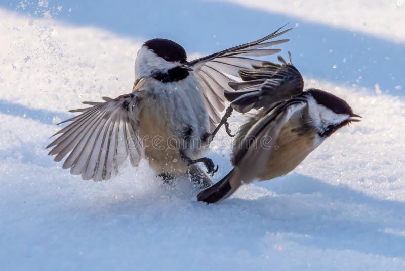 Chickadees in battle stock image. Image of winter, animal - 266713761