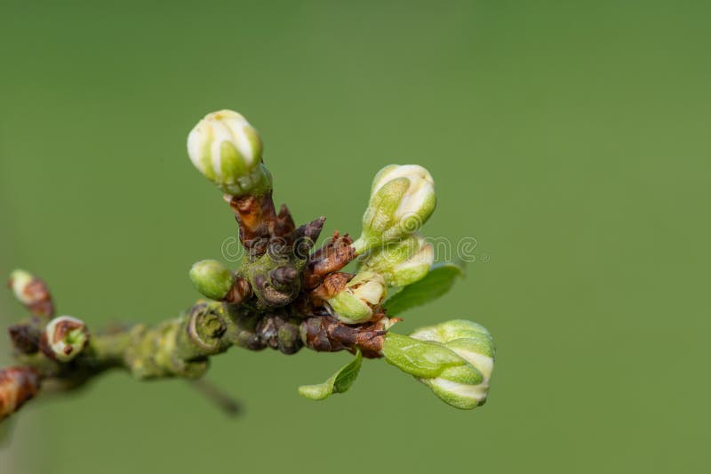 Chickasaw Plum (prunus Angustifolia) Buds Stock Image - Image of botany ...