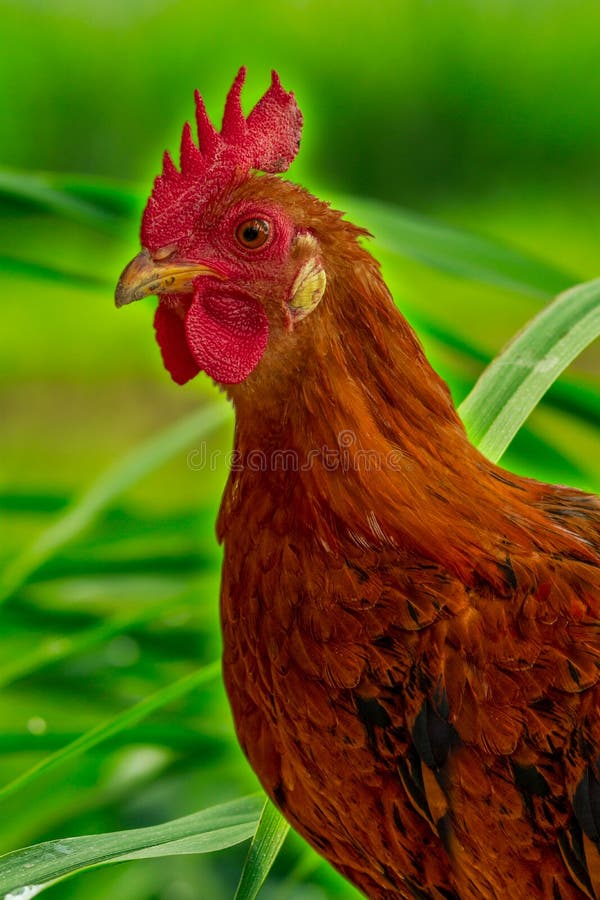 Chicked or Hen Side View of a Free-range Hen in Grass Bg Stock Image ...