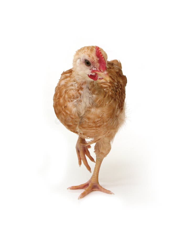 Chicken stock image. Image of livestock, hatchling, holiday - 957343