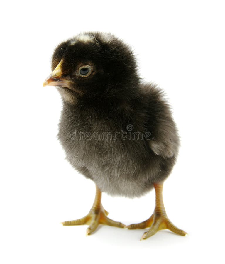 Chicken stock image. Image of tiny, fluff, grow, hairy - 11417171
