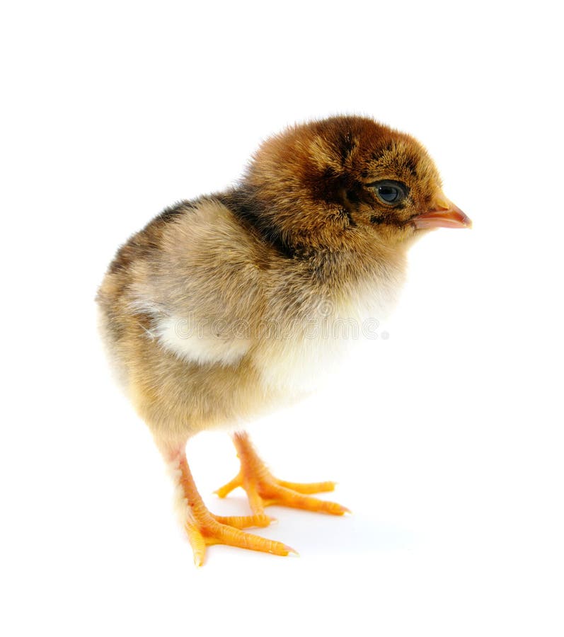 Adorable Baby Chick Chicken on White Background Stock Image - Image of ...