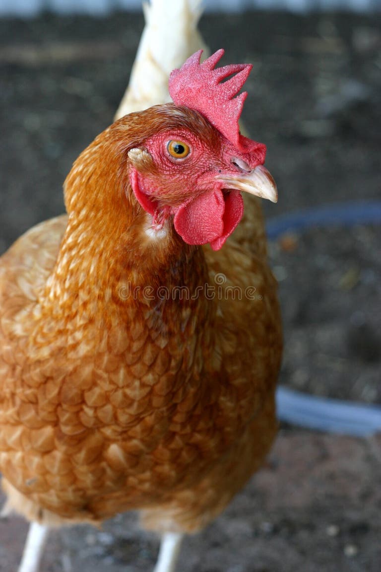 1,747 Crow Chicken Korea Stock Photos - Free & Royalty-Free Stock ...